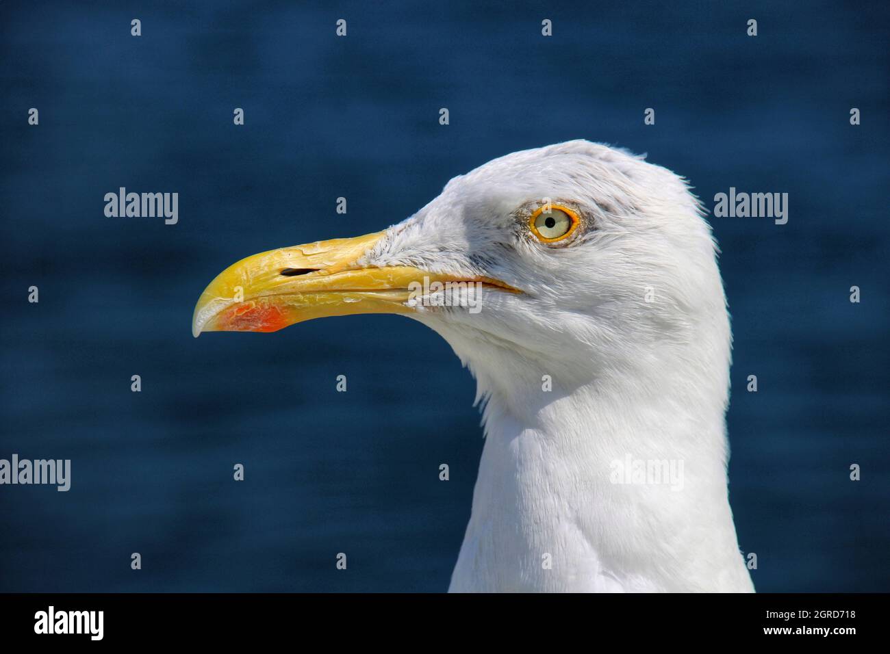 Bald gull hi-res stock photography and images - Alamy