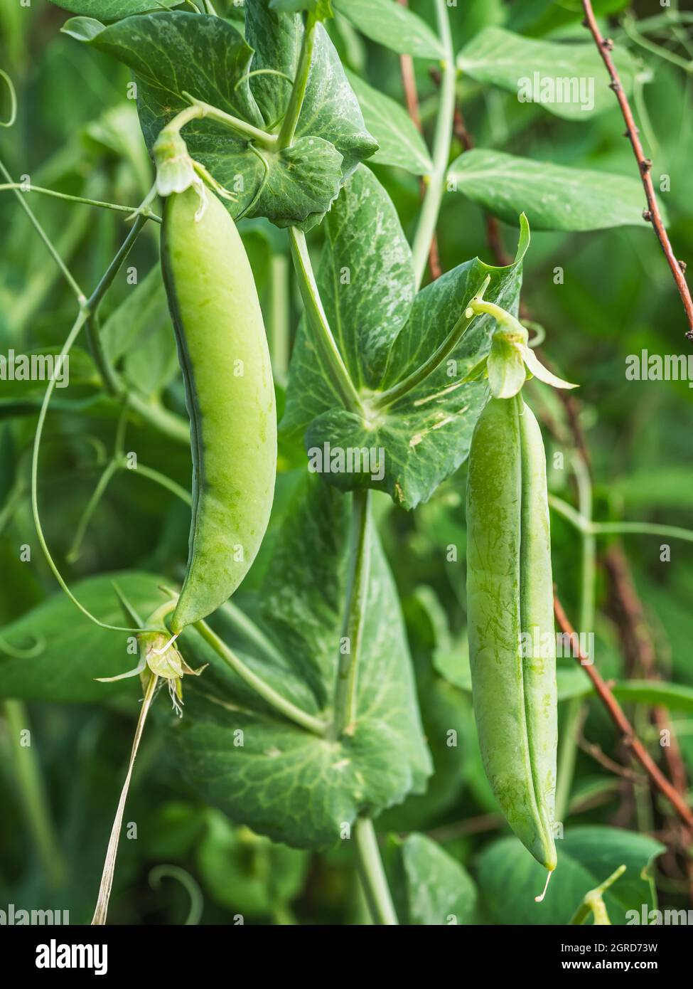 Peas pod tree hi-res stock photography and images - Alamy