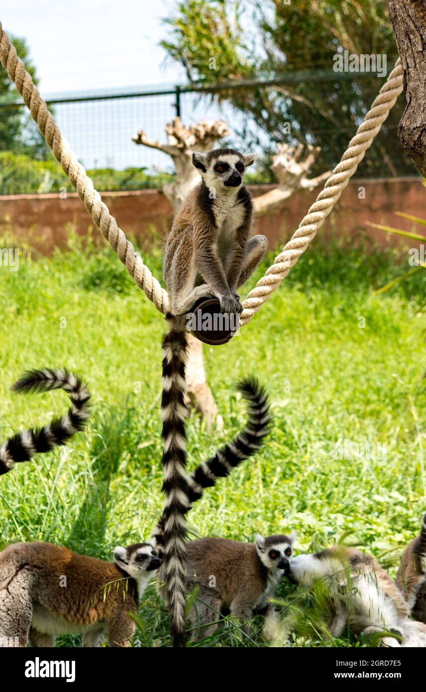 Lemurian family hi-res stock photography and images - Alamy