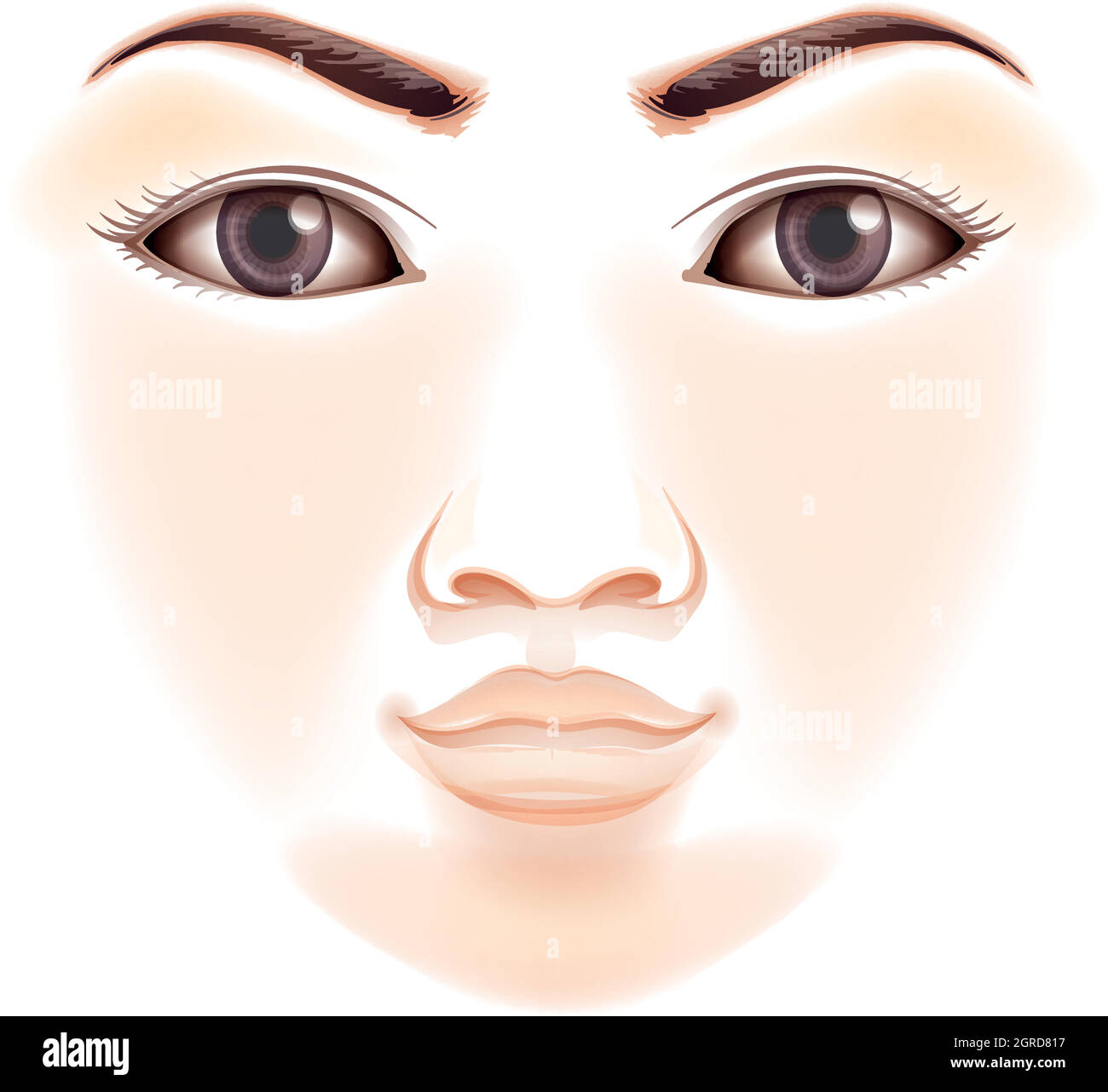 Muscle anatomy face Stock Vector Images - Alamy