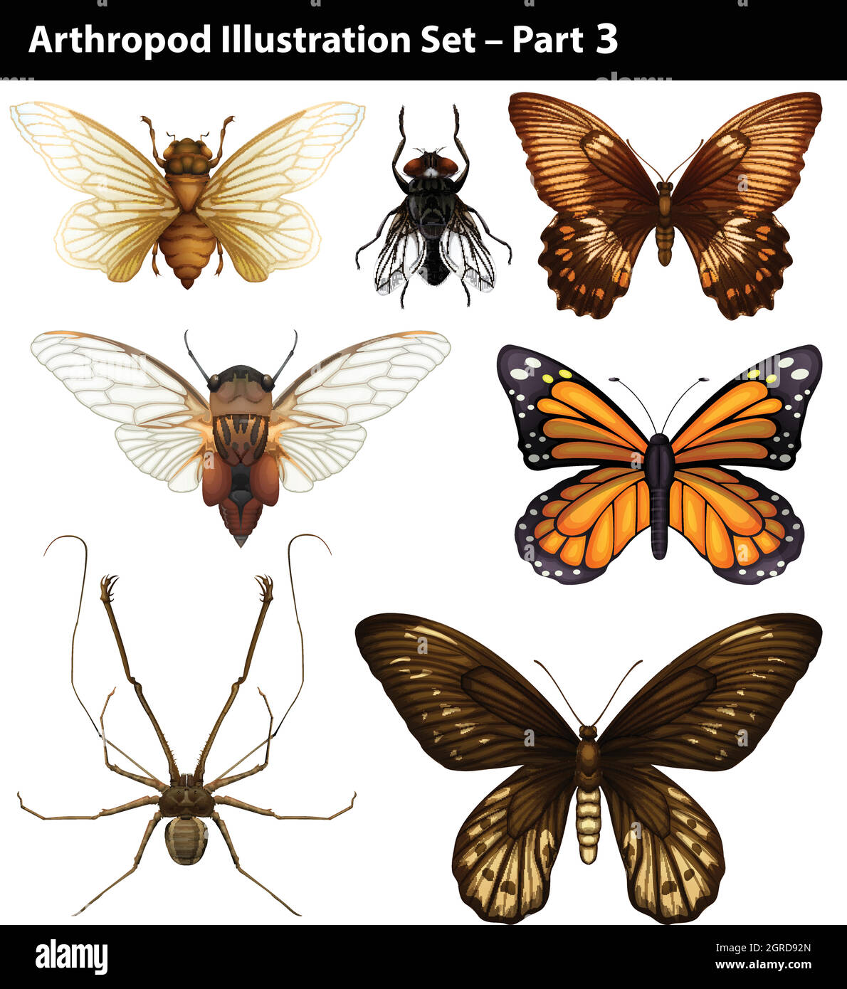 Arthropods species hi-res stock photography and images - Alamy