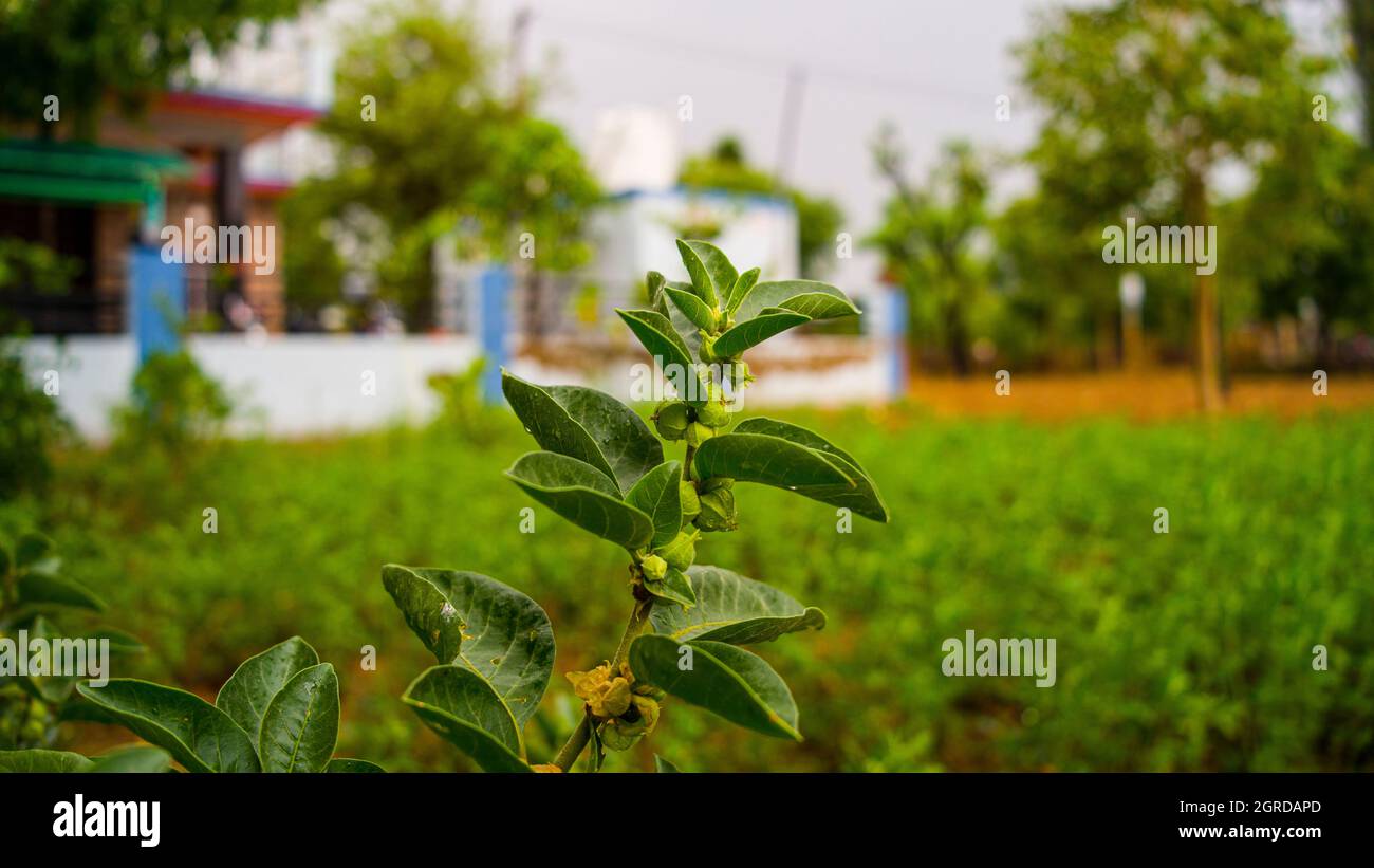 Ashwagandha tree plant hi-res stock photography and images - Alamy