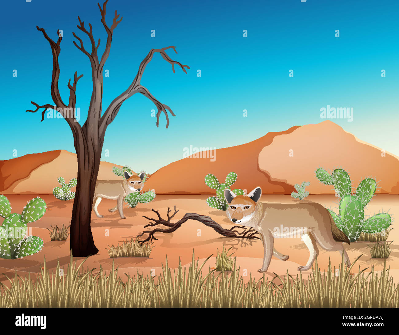 Desert with sand mountains and coyote landscape at day time scene Stock ...