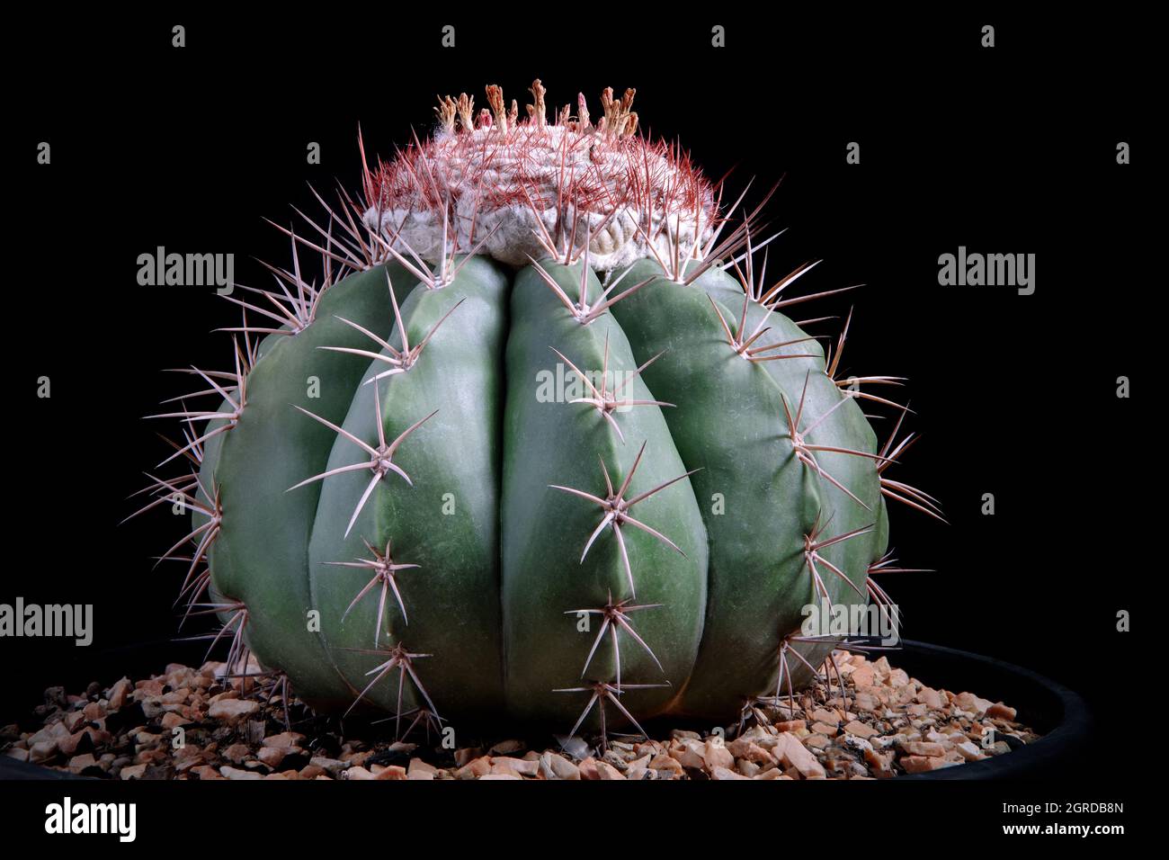 Melo Cactus High Resolution Stock Photography and Images - Alamy