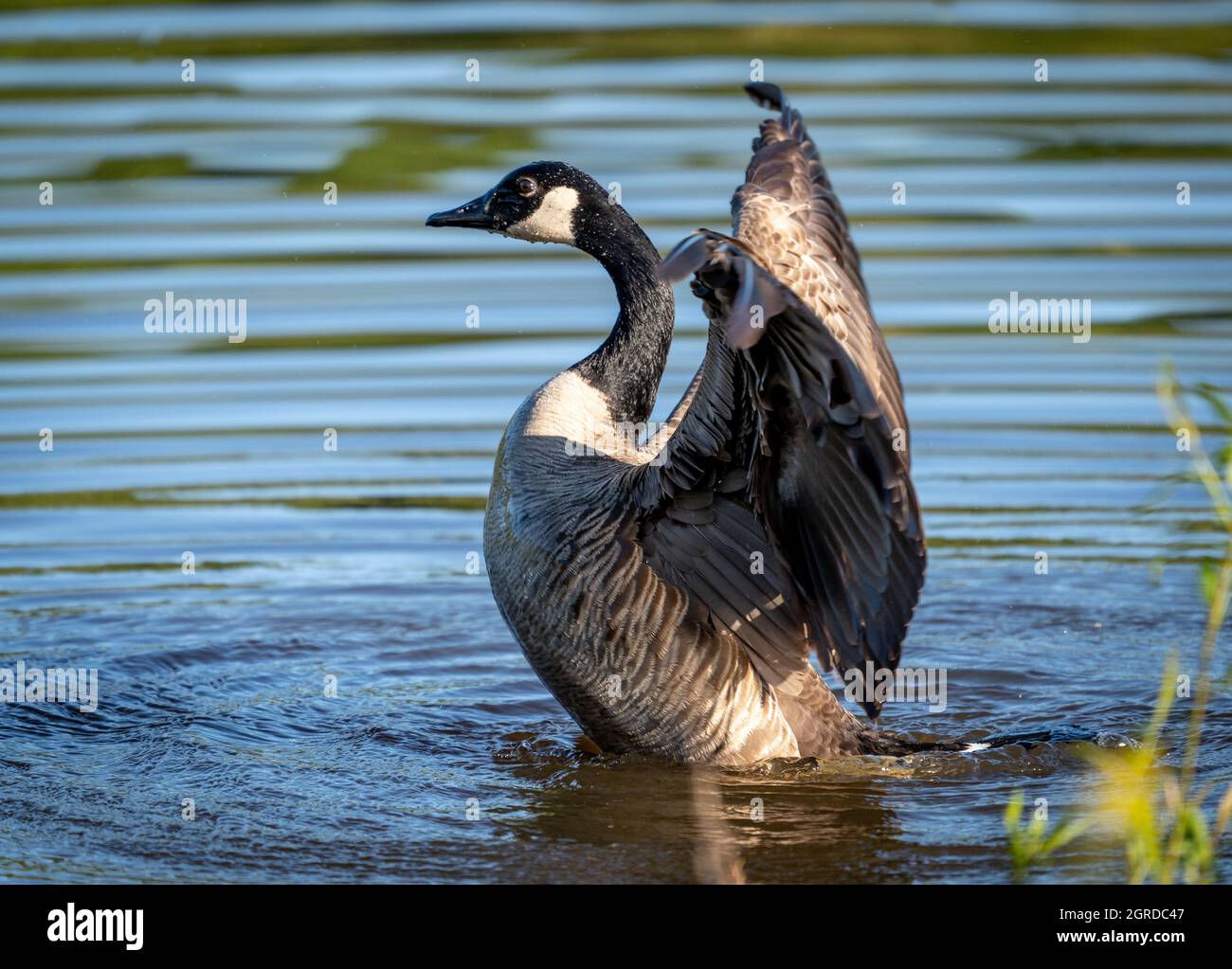 Goose breed hi-res stock photography and images - Alamy