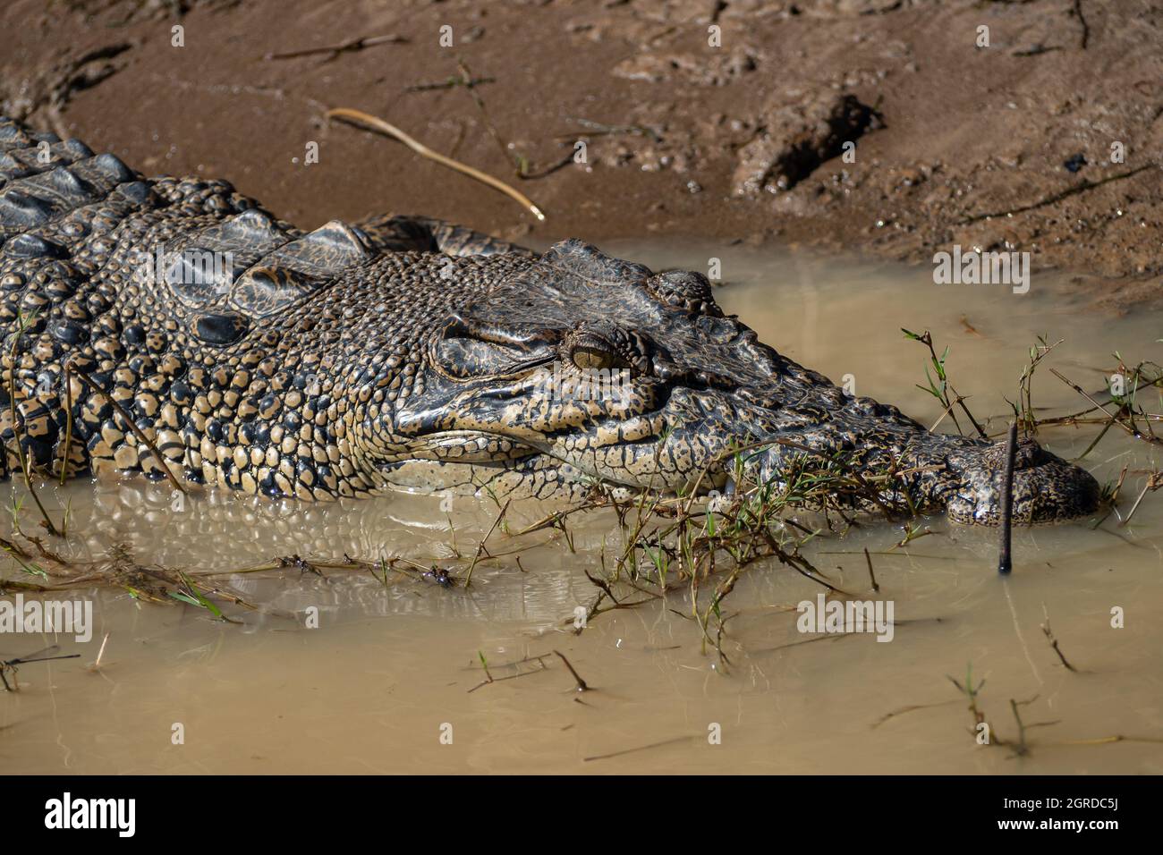 Saltwater crocodile warning hi-res stock photography and images - Alamy