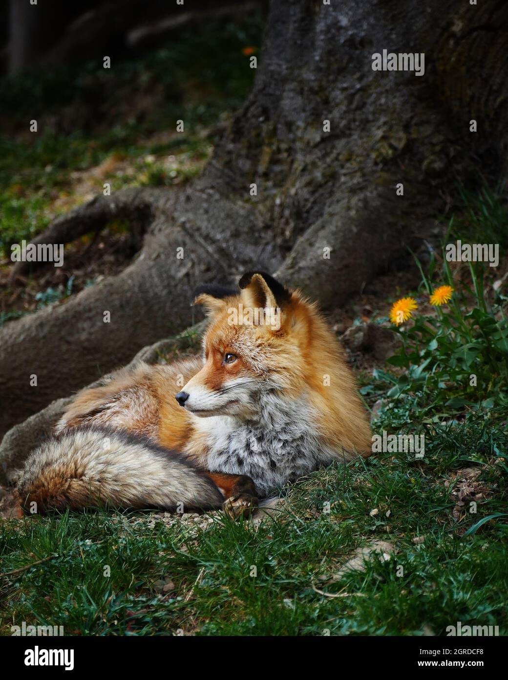 Fox lying on grass hi-res stock photography and images - Alamy