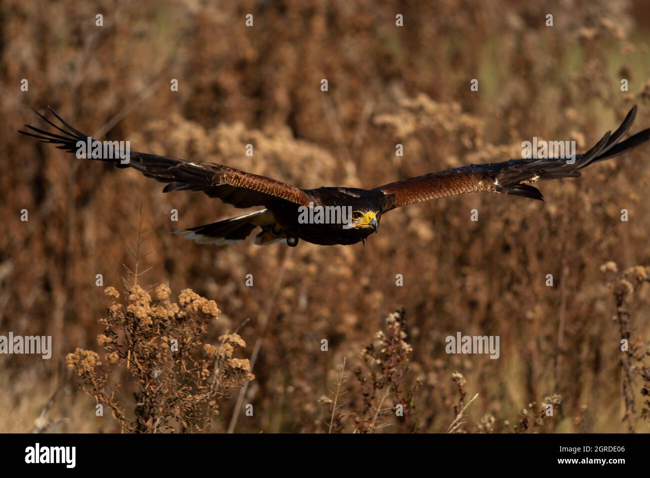 Harris hawk trained in falconry hi-res stock photography and images - Alamy