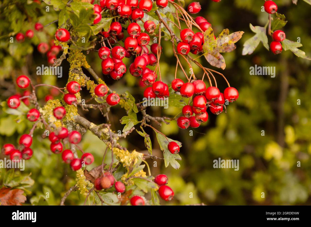 Fruit tree hedge hi-res stock photography and images - Alamy