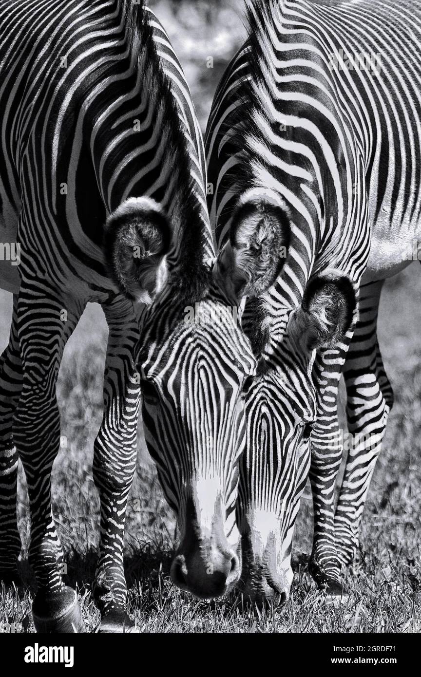 Mating zebras hi-res stock photography and images - Alamy