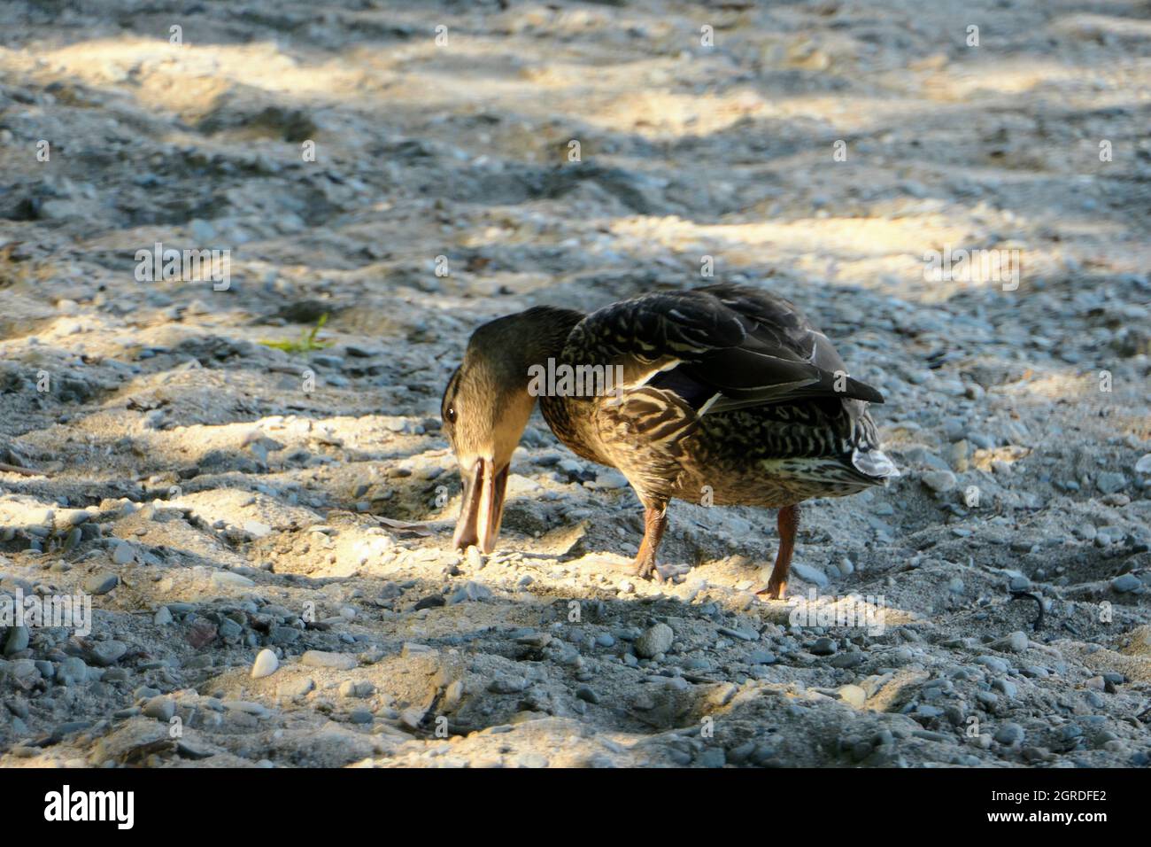 Side View Of A Duck Stock Photo - Alamy