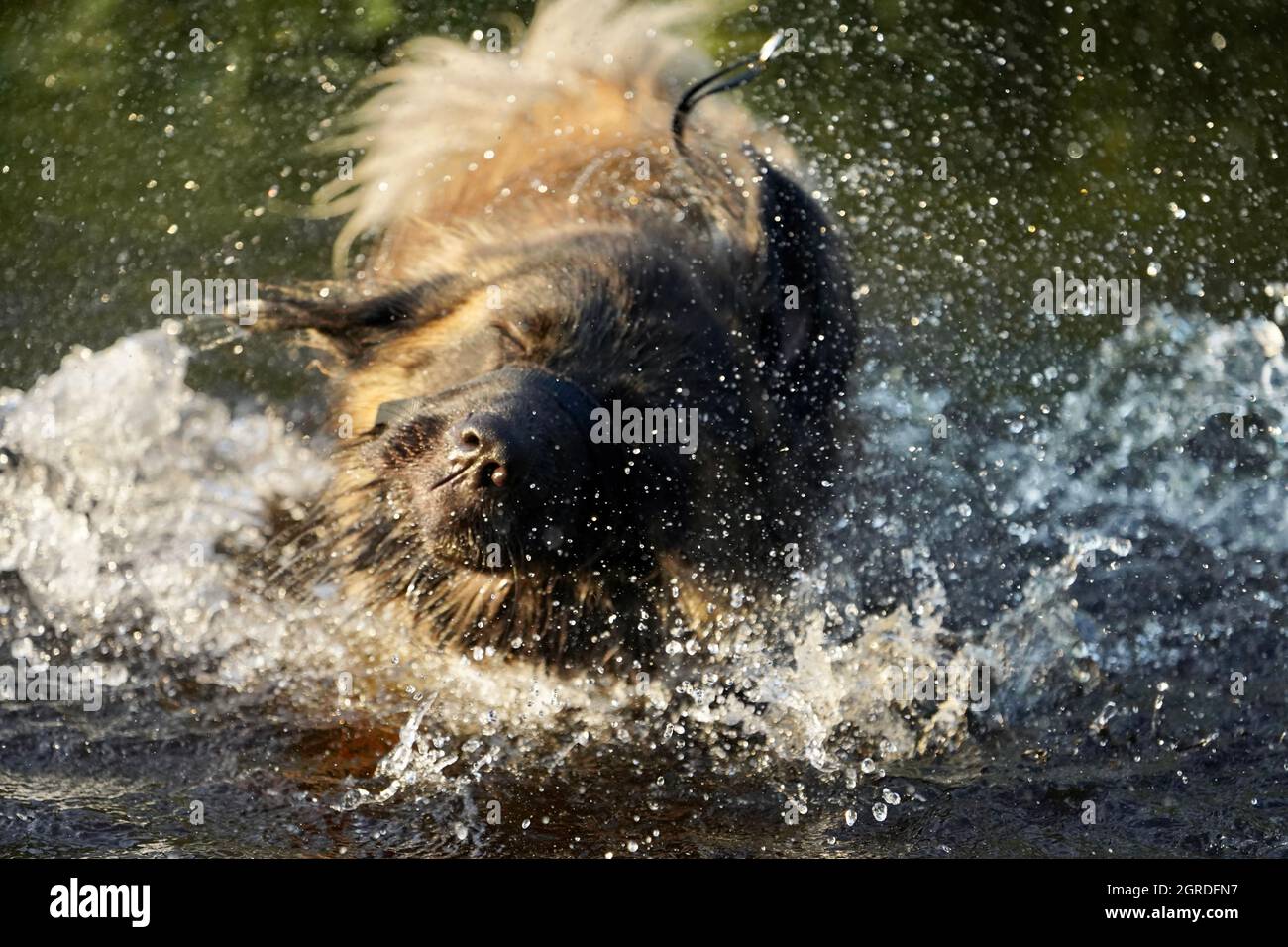 Animals emotion hi-res stock photography and images - Alamy