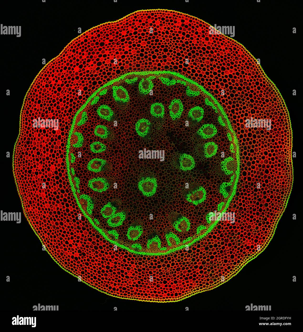 Confocal microscopy hi-res stock photography and images - Alamy