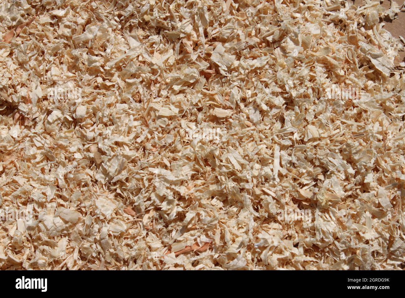 sawdust as bedding Stock Photo - Alamy