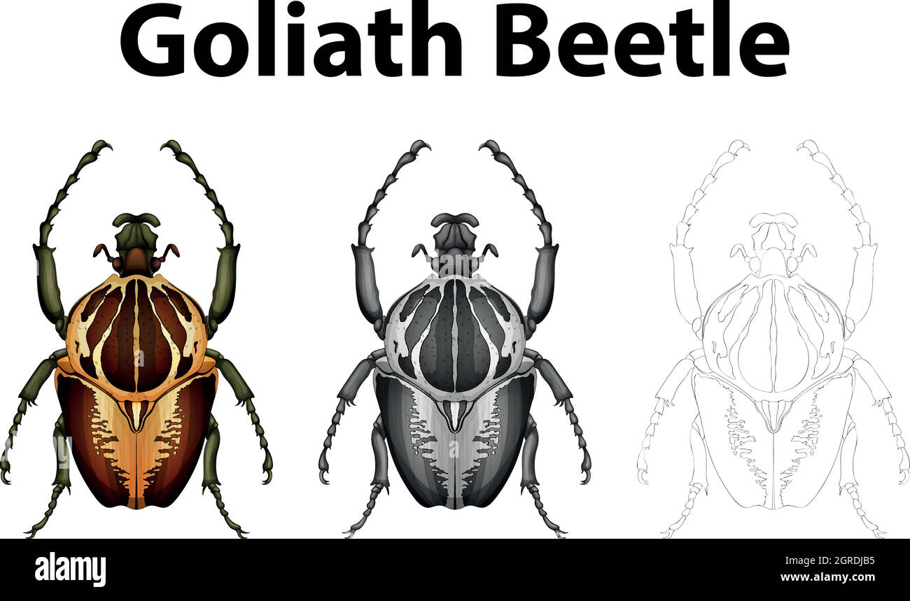 Goliath beetle hi-res stock photography and images - Alamy