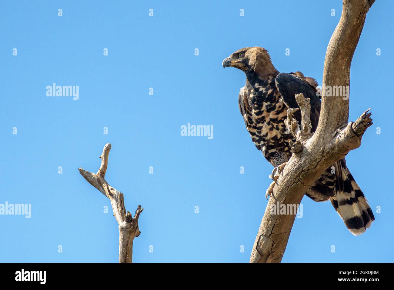 Perched crowned eagle hi-res stock photography and images - Alamy
