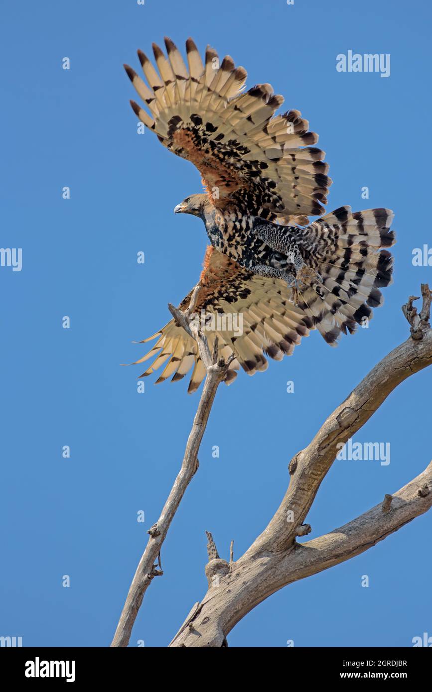 Crowned eagle flying hi-res stock photography and images - Alamy