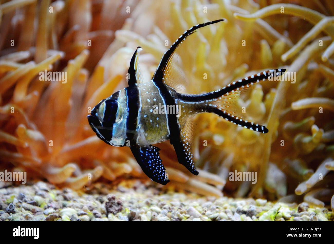 Fisch wildlife hi-res stock photography and images - Alamy