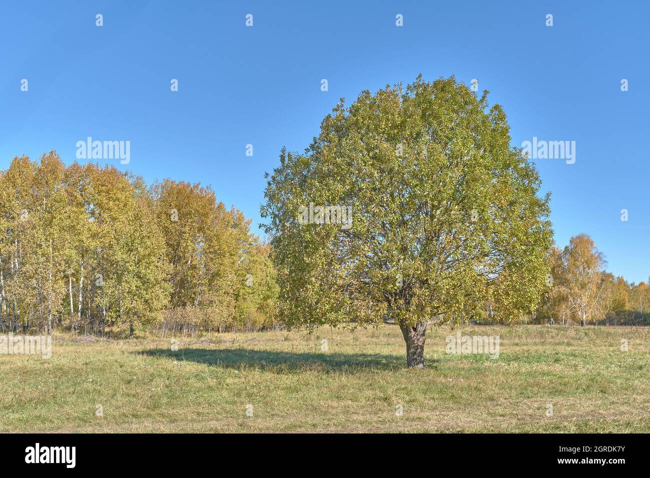 Standing alone tree hi-res stock photography and images - Alamy