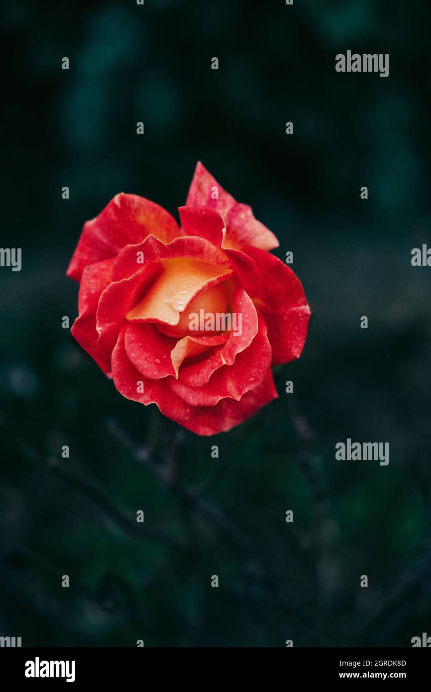 Beautiful hybrid tea rose flower in a garden Stock Photo - Alamy