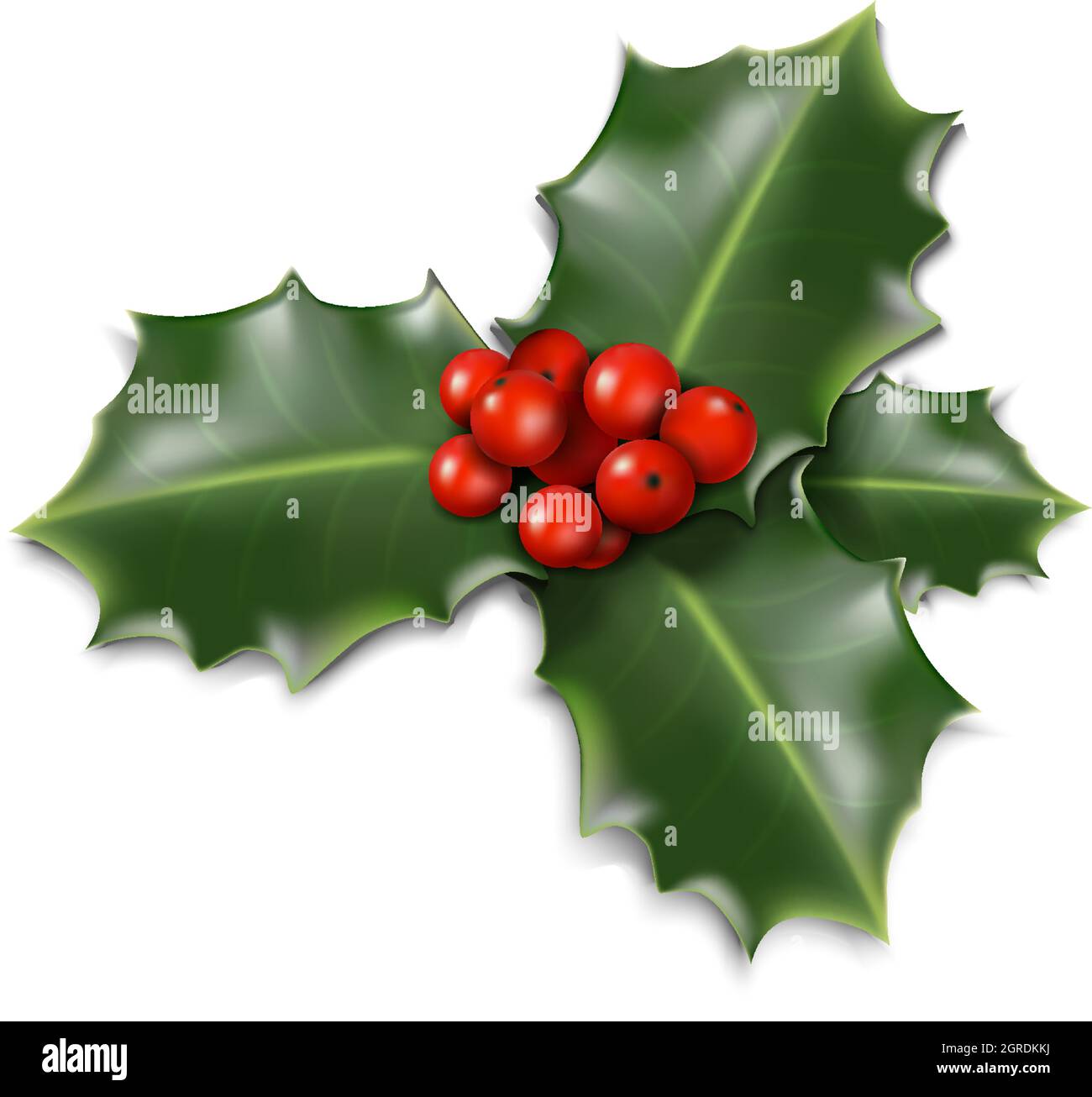 3d realistic vector Christmas mistletoe isolated on white background ...