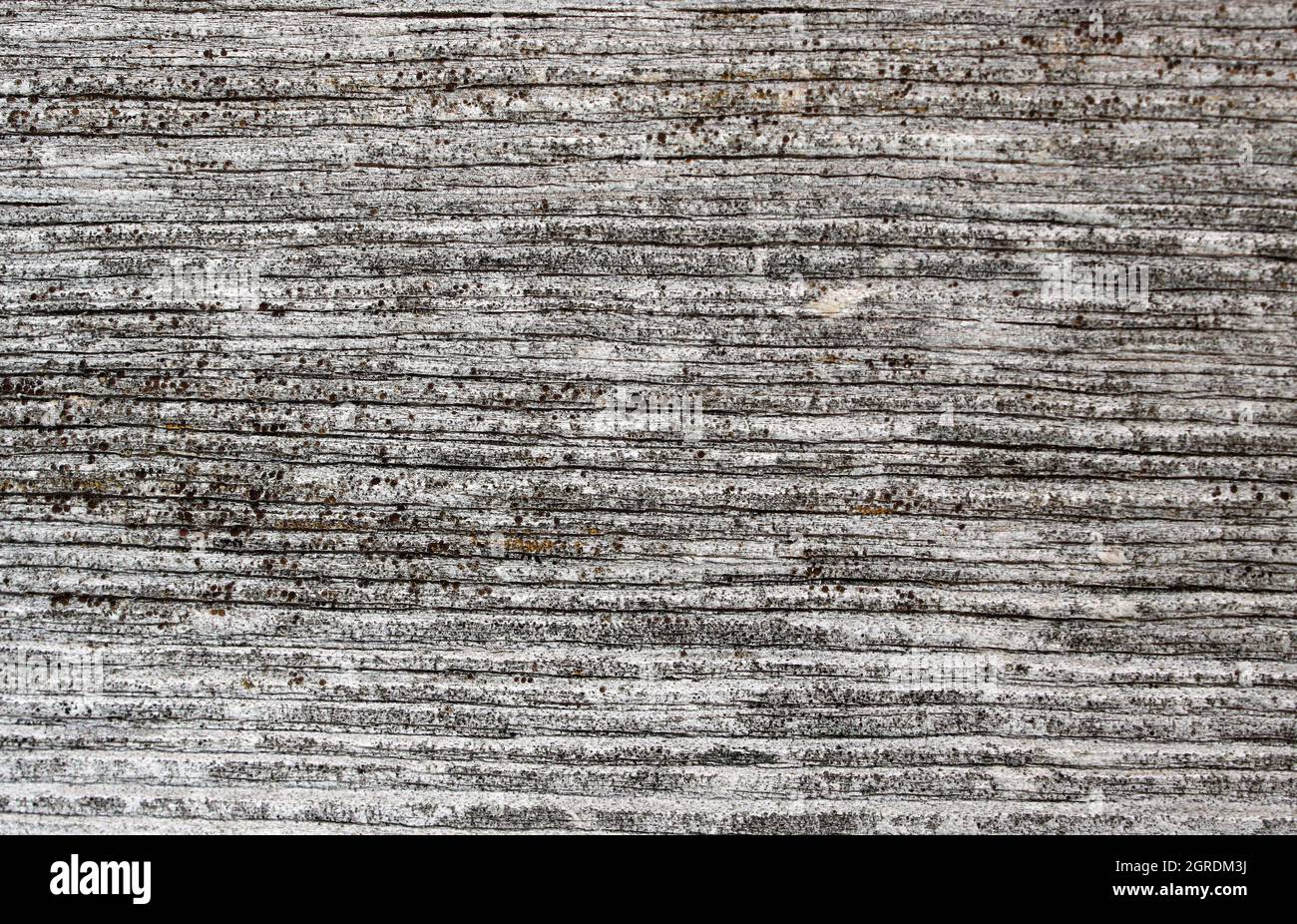 long grained weathered gray wood Stock Photo - Alamy