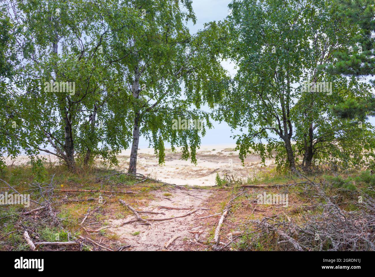 Pathway from the forest to the sand dunes of the Curonian Spit ...