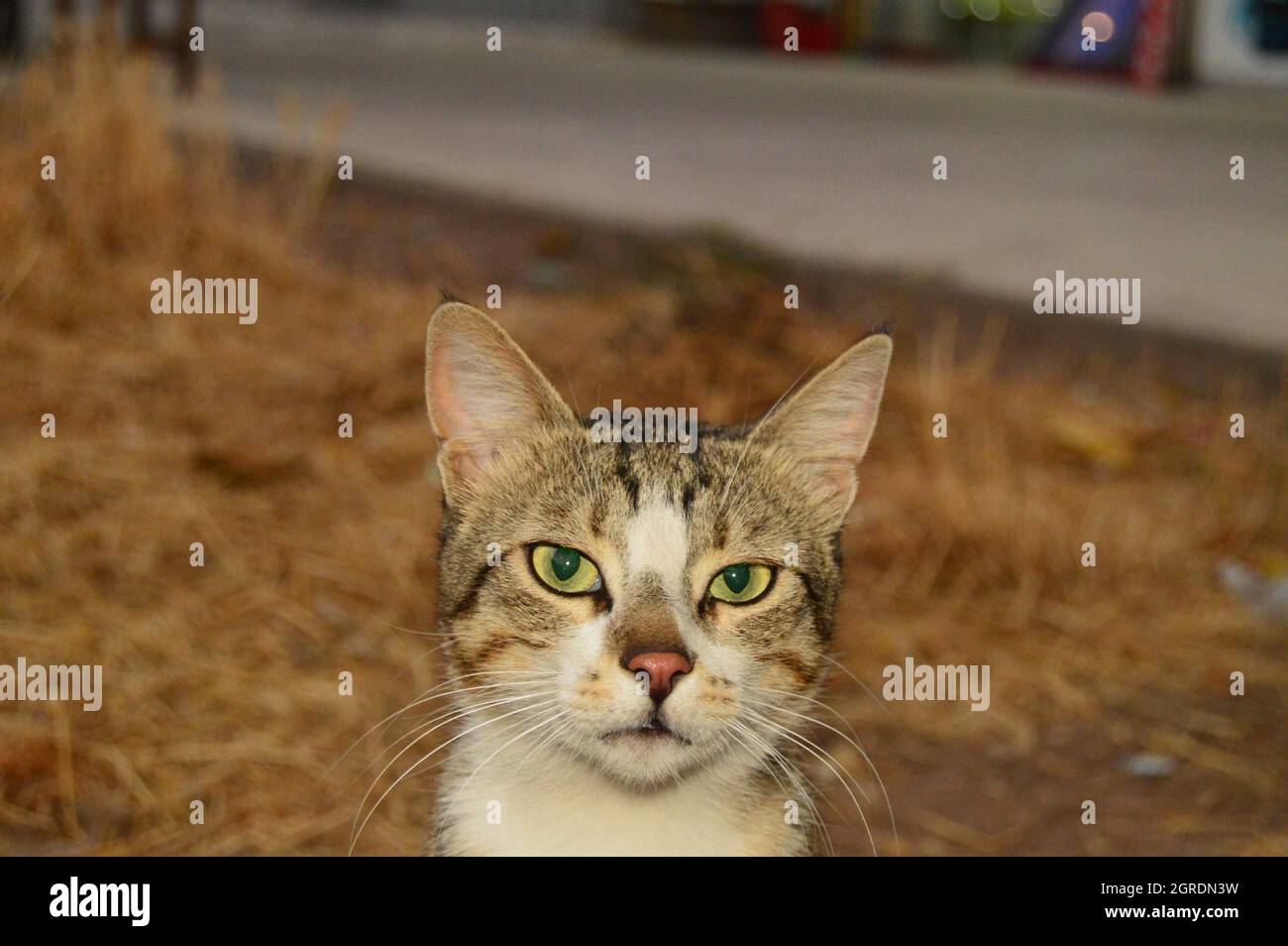 Portré hi-res stock photography and images - Alamy