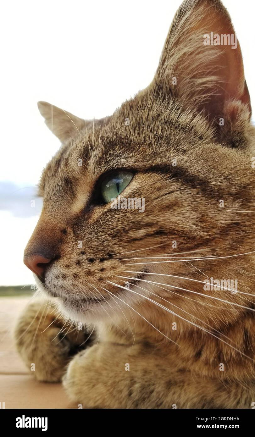 Stray tomcat cat hi-res stock photography and images - Alamy