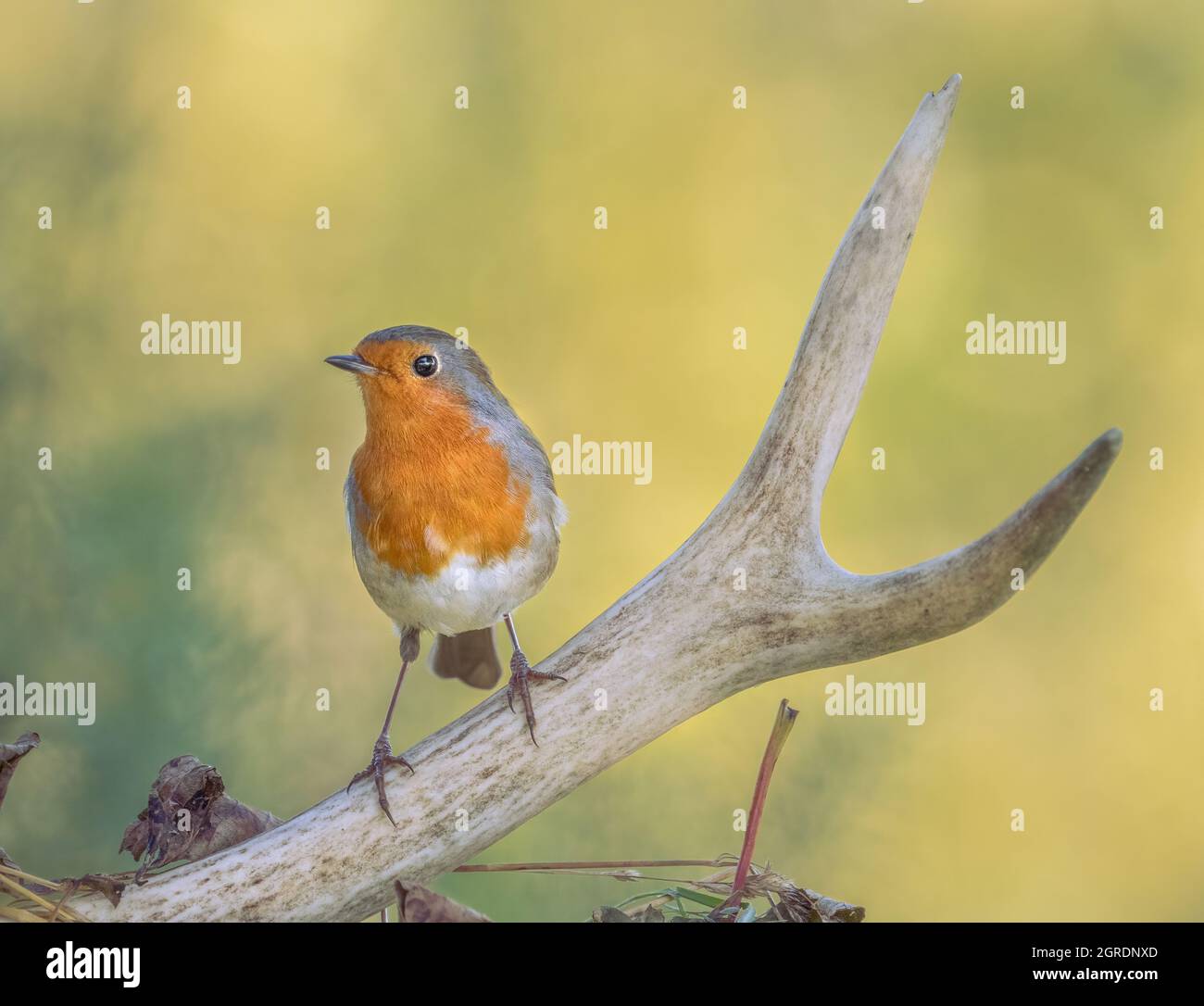 Robin on Red Deer Antler Stock Photo - Alamy