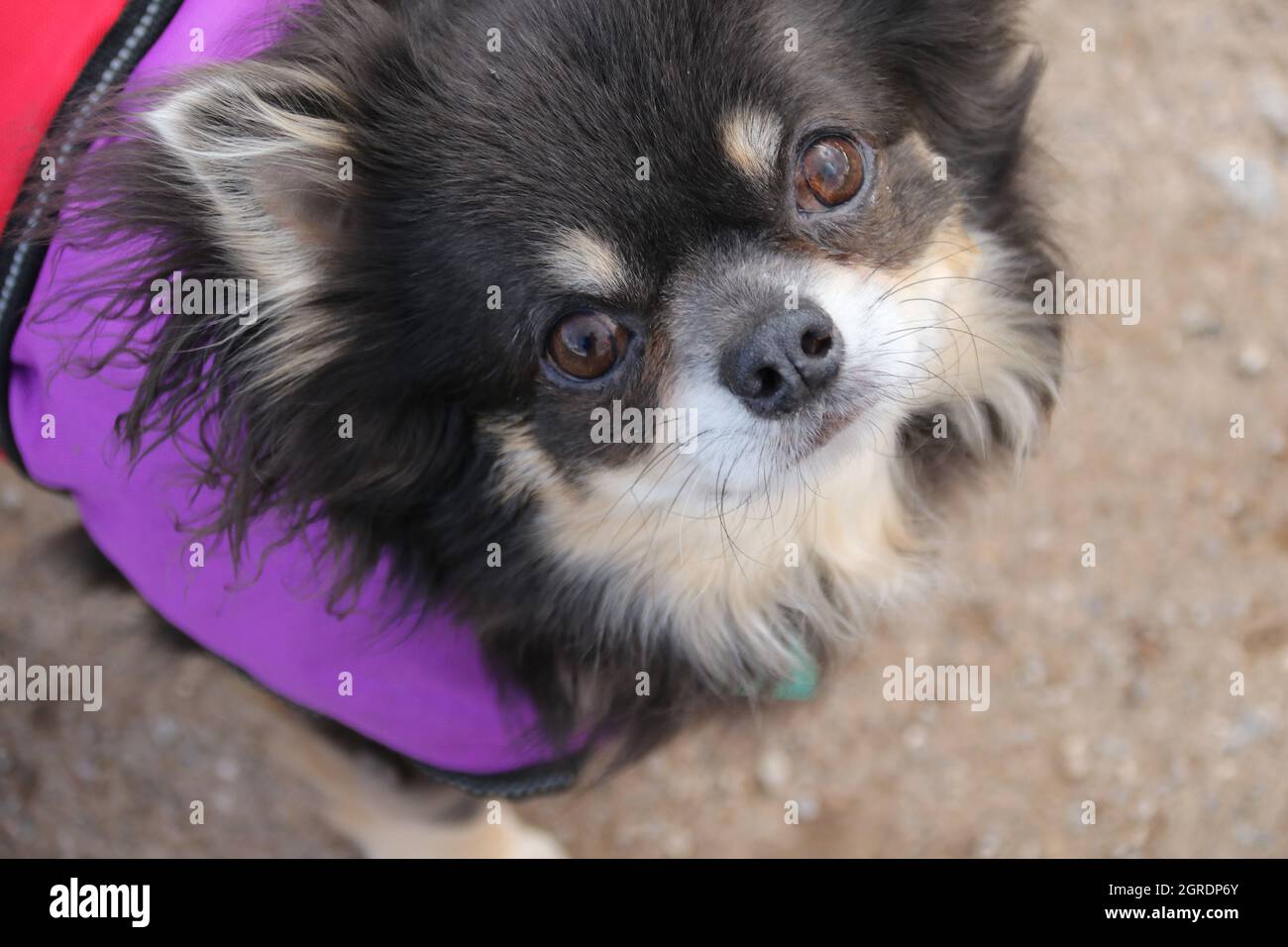 Woking dog hi-res stock photography and images - Alamy