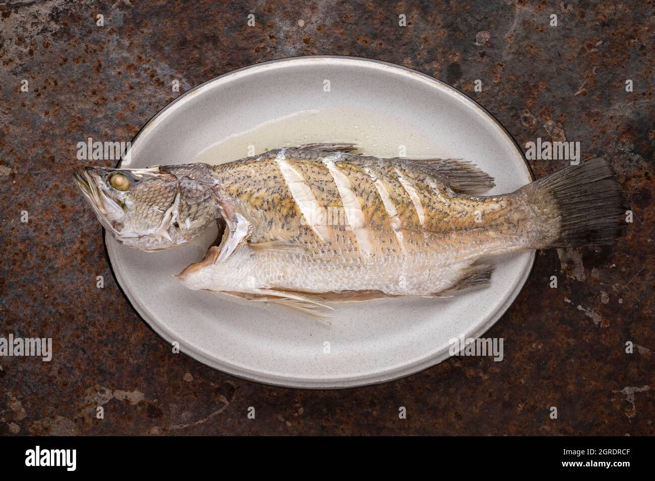 Barramundi perch hi-res stock photography and images - Alamy
