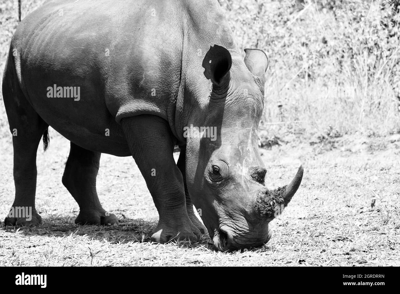 Rhino on safari Black and White Stock Photos & Images - Alamy