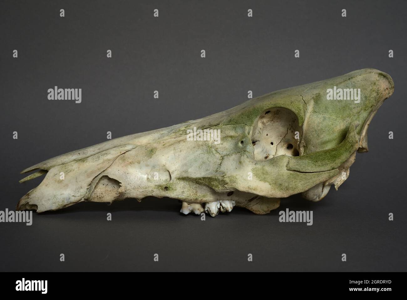 wild animal skull on neutral gray background Stock Photo - Alamy