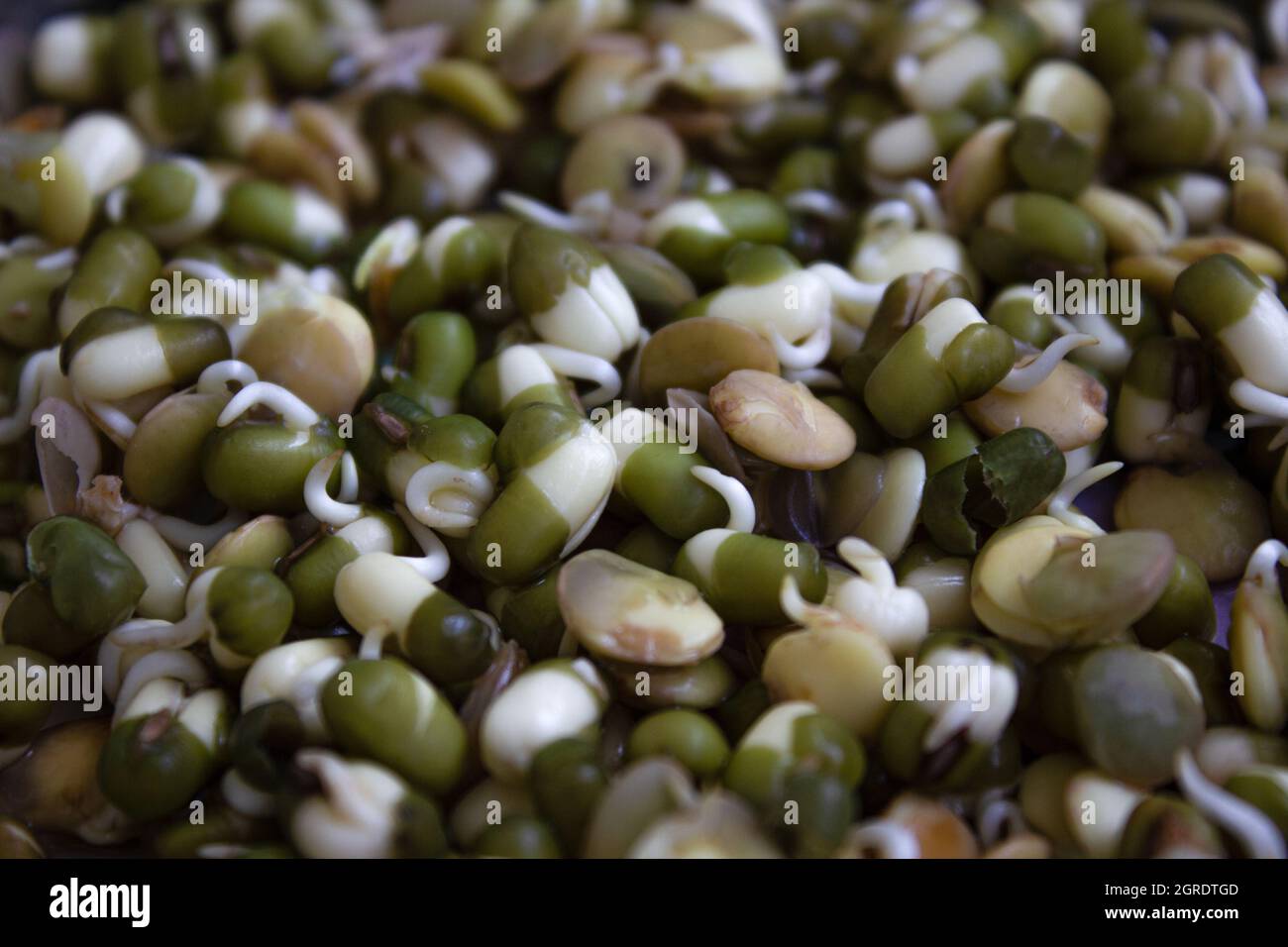 Mung bean microgreen hi-res stock photography and images - Alamy