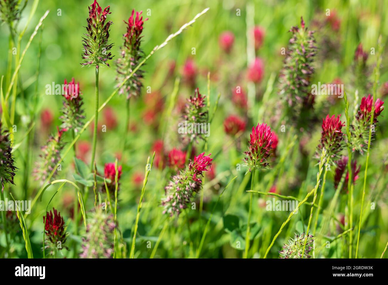 Clover in blossom hi-res stock photography and images - Alamy