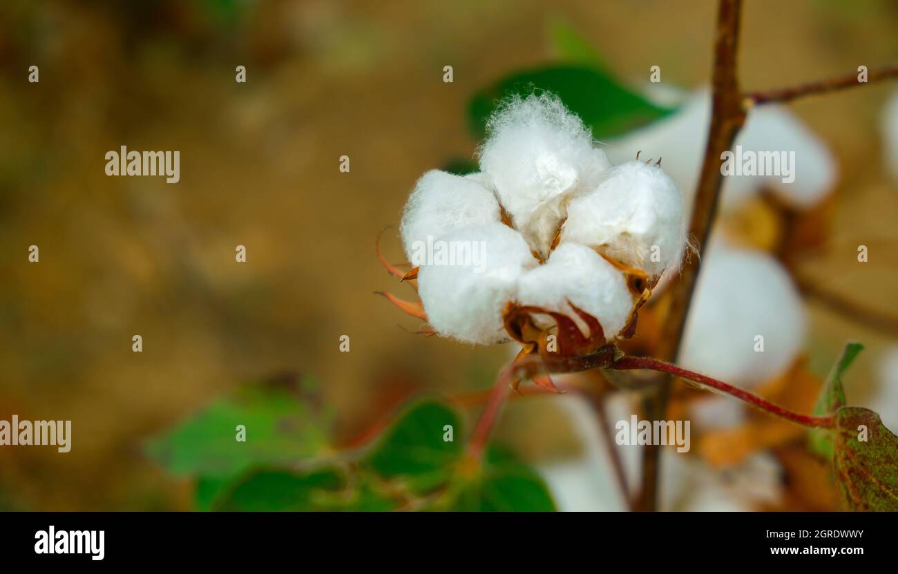 Cotton plant ready to harvest Stock Photo - Alamy