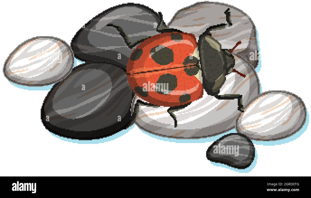 Top view of ladybug on a stone on white background Stock Vector Image ...