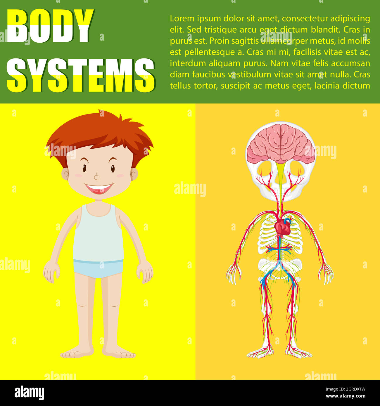Infographic body system of boy Stock Vector Image & Art - Alamy