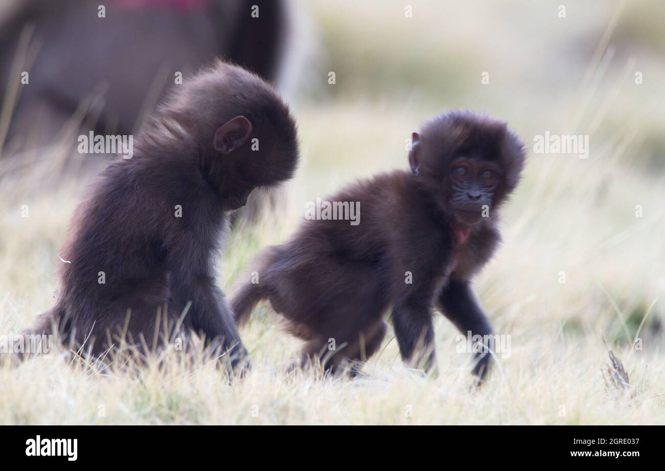 Two baby monkeys playing hi-res stock photography and images - Alamy