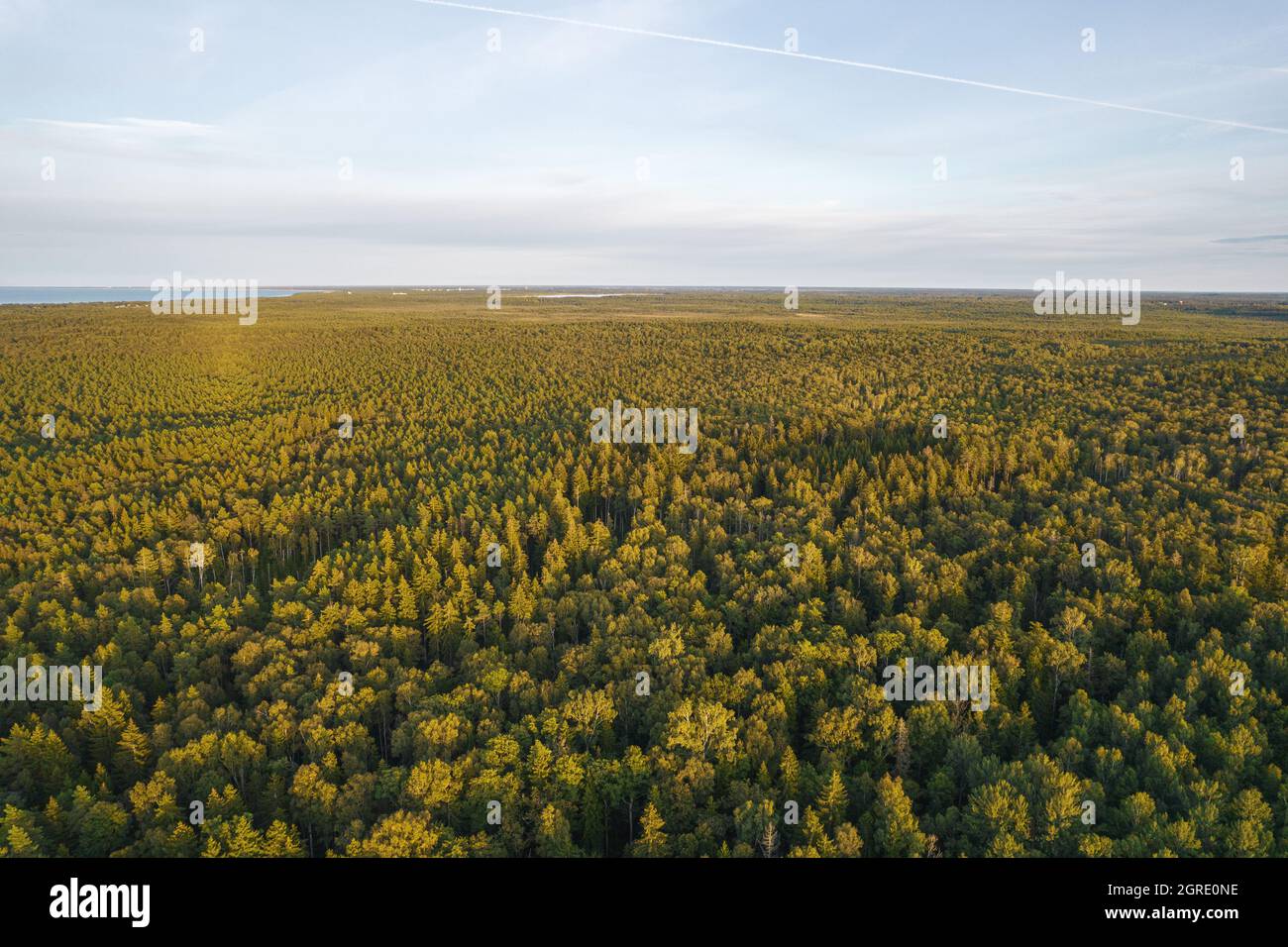 Gold and green forests hi-res stock photography and images - Alamy