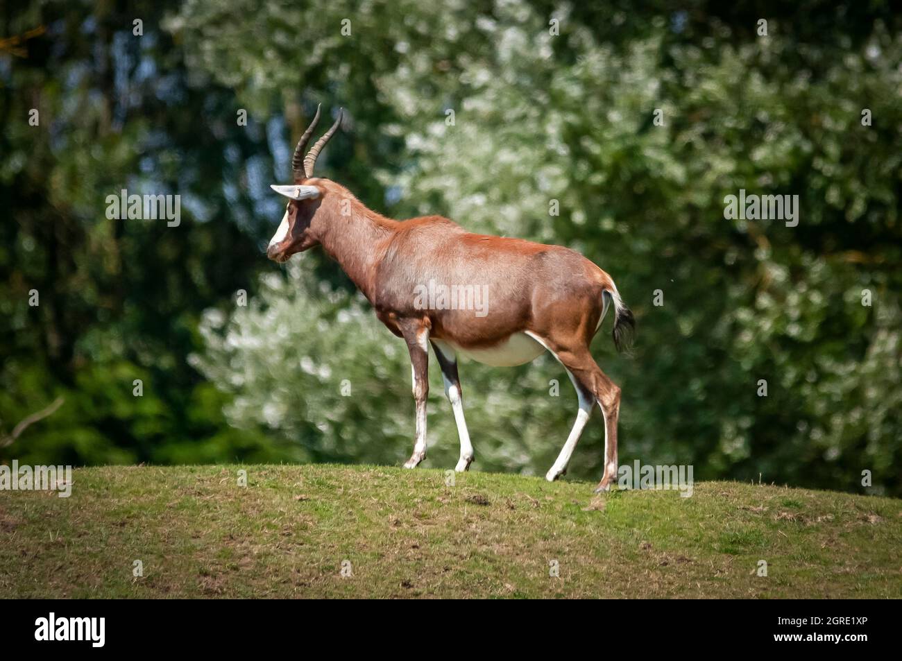 Moose alive hi-res stock photography and images - Alamy