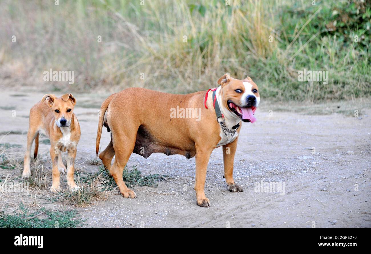 American staffy hi-res stock photography and images - Alamy