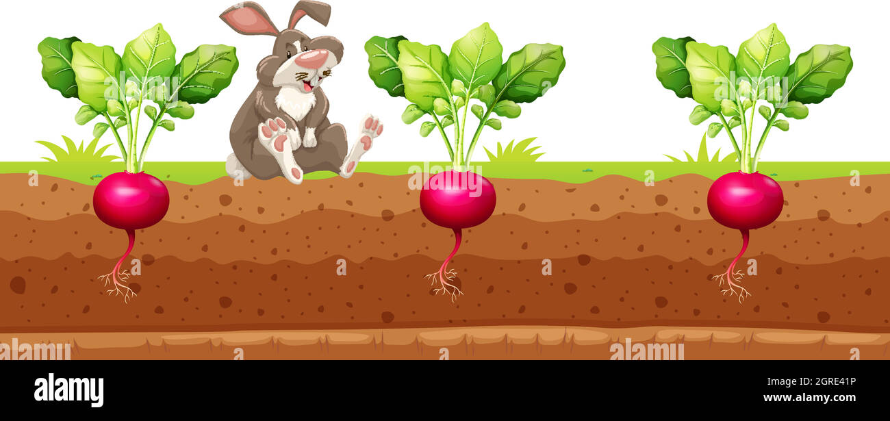 Rabbit in vegetable garden illustration Stock Vector Images - Alamy