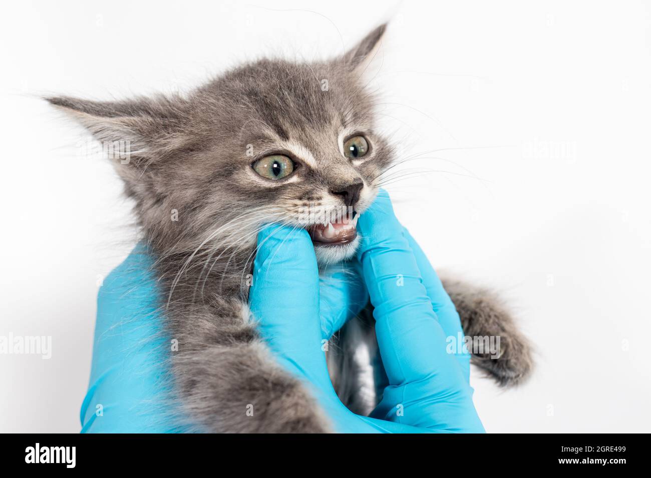 Examination of milk teeth in a 1 or 2 month old kitten. Dentistry for ...