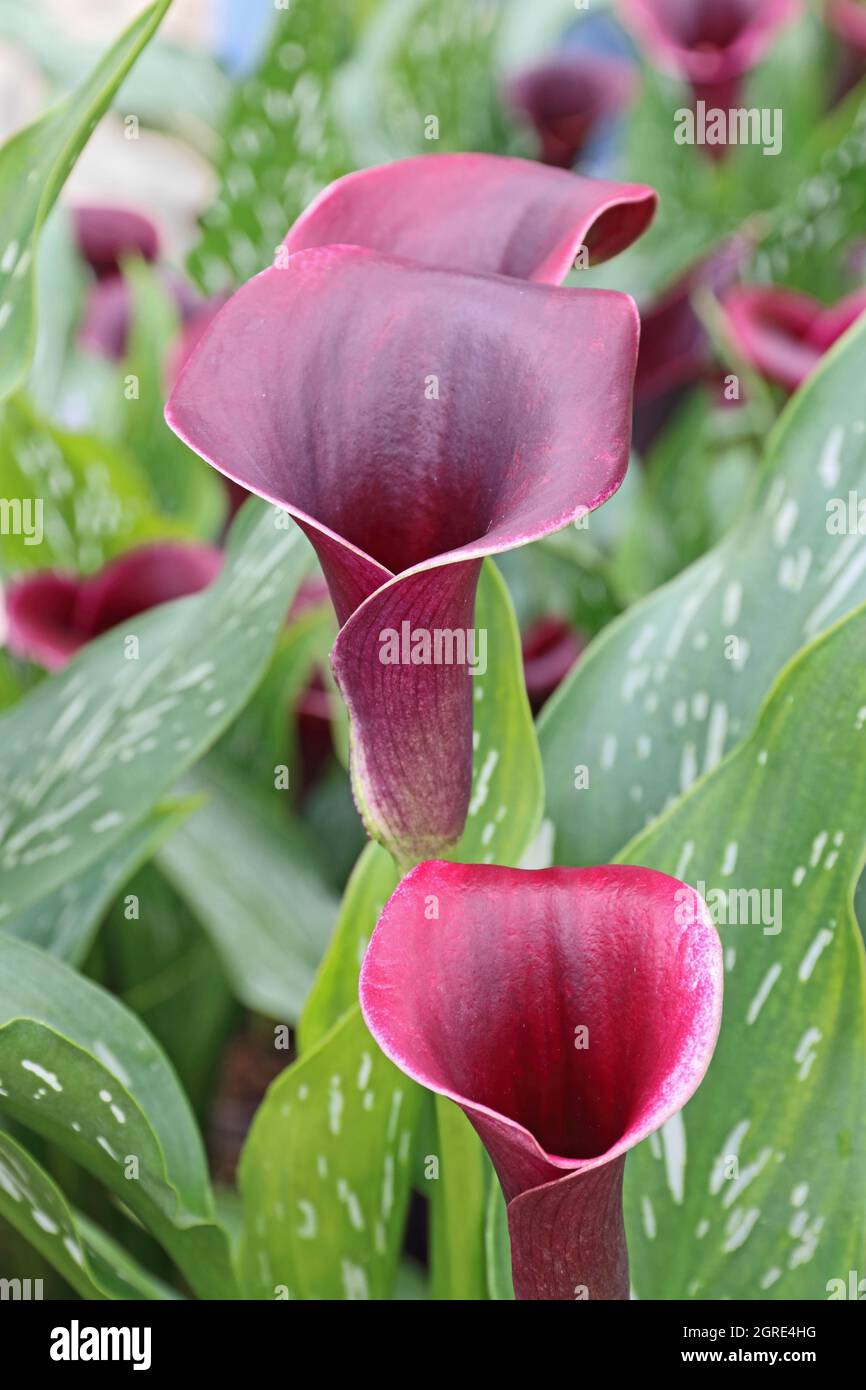 Calla lily flowers hi-res stock photography and images - Alamy