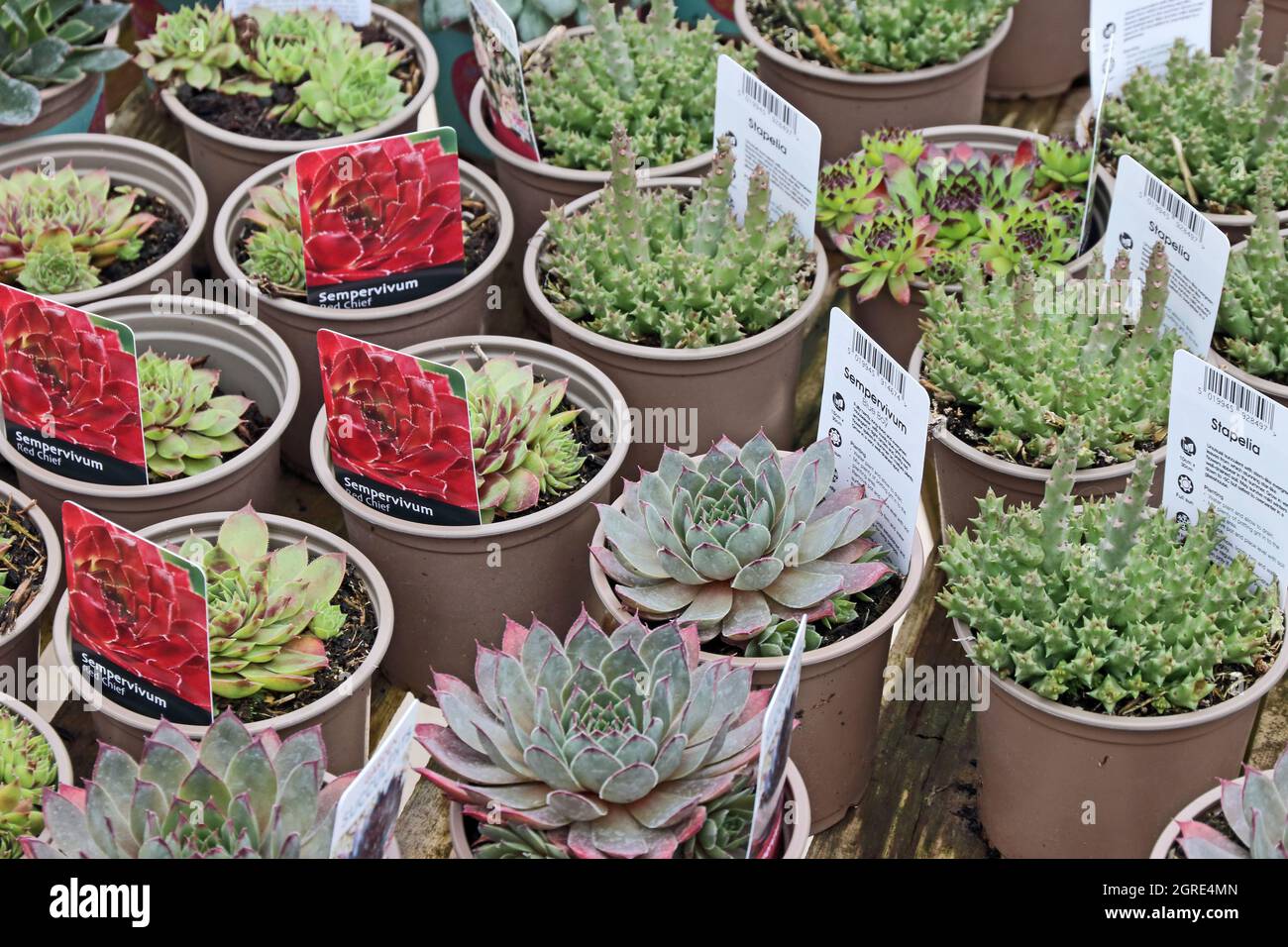 Plants succulents hi-res stock photography and images - Alamy