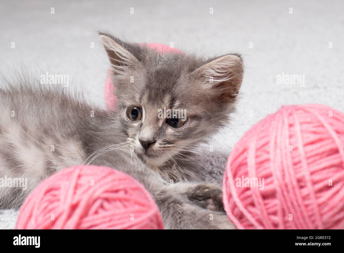 A gray little kitten looks with frightened eyes to the side Stock Photo ...