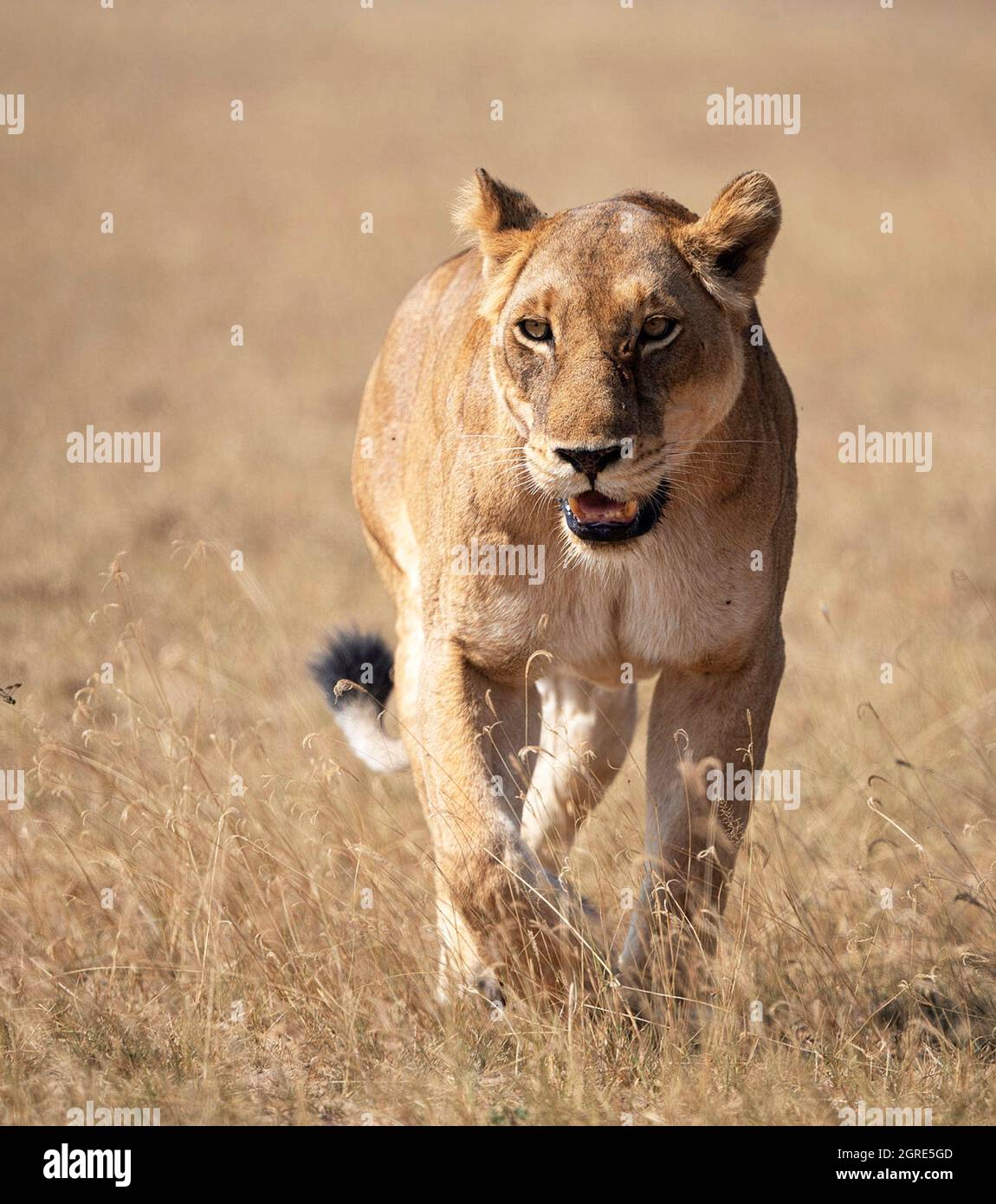 Lioness running grassland hi-res stock photography and images - Alamy