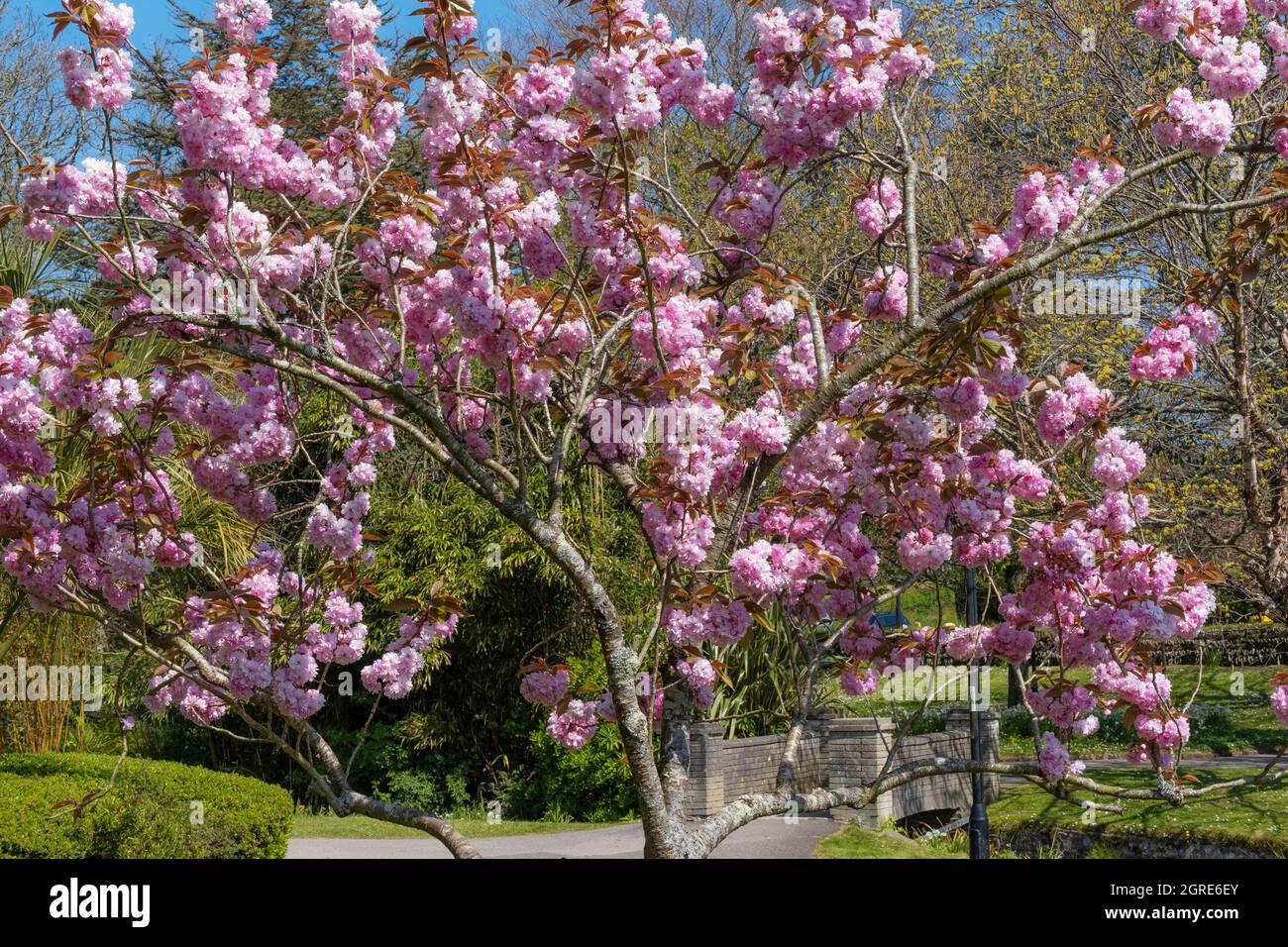 An ornamental Cherry tree in full blossom Stock Photo - Alamy